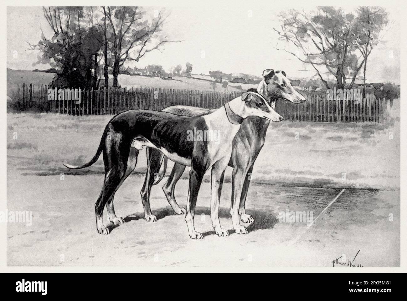 Purebred Canines illustration. The Whippet Stock Photo - Alamy