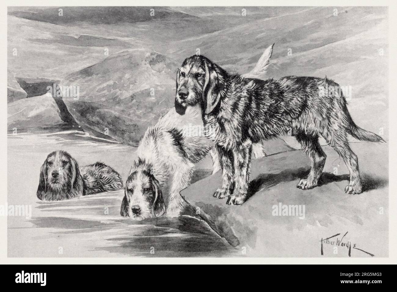Purebred Canines illustration. The Otter-Hound Stock Photo - Alamy