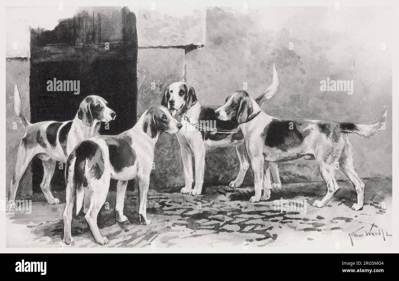 Purebred Canines illustration. The Harrier Stock Photo - Alamy