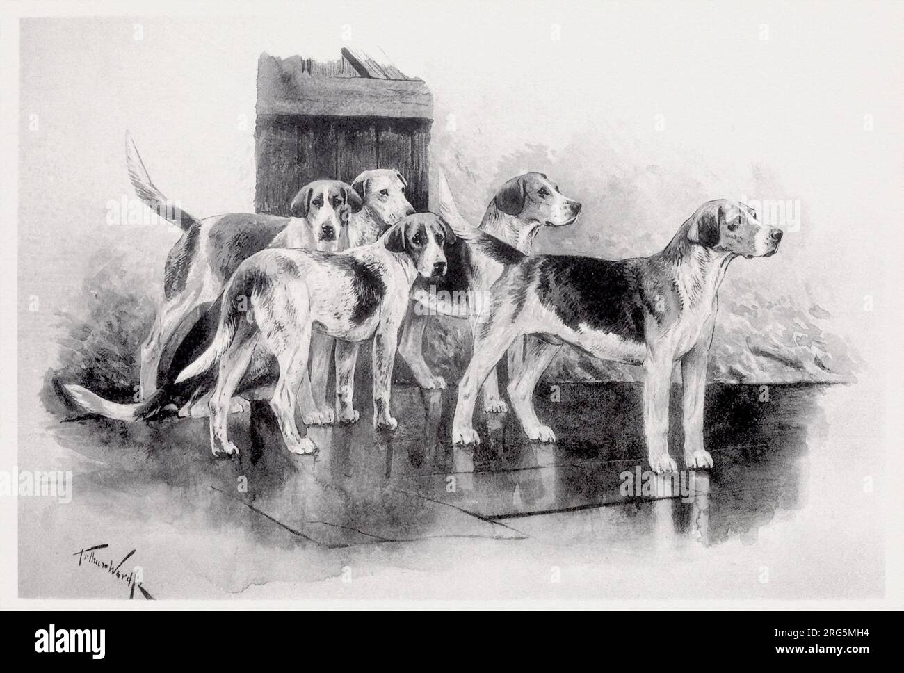 Purebred art hi-res stock photography and images - Alamy