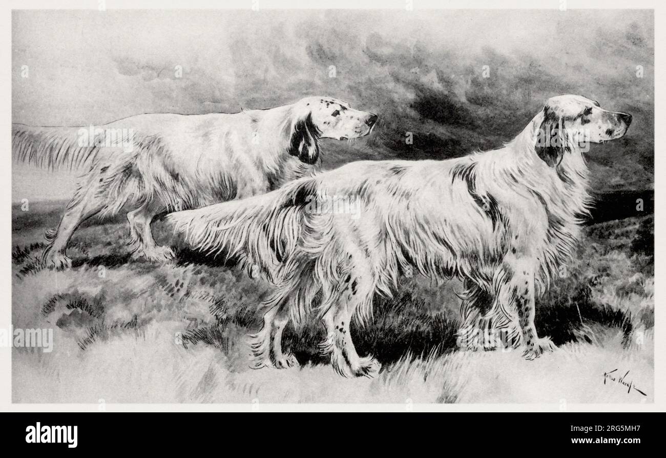 Purebred Canines illustration. The English-Setter Stock Photo - Alamy