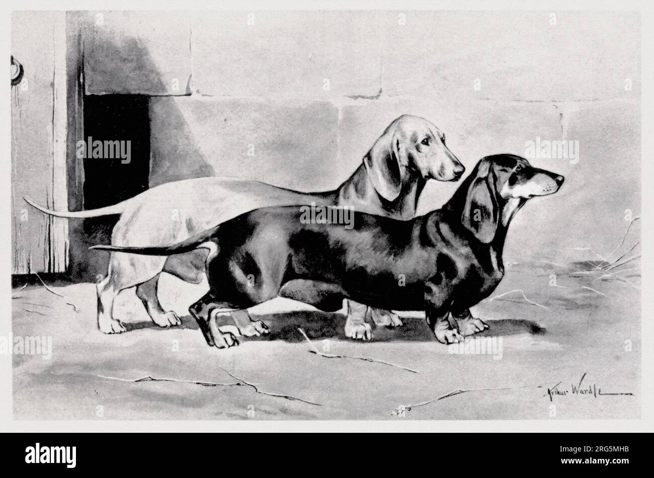 Purebred Canines illustration. The Dachshund Stock Photo - Alamy
