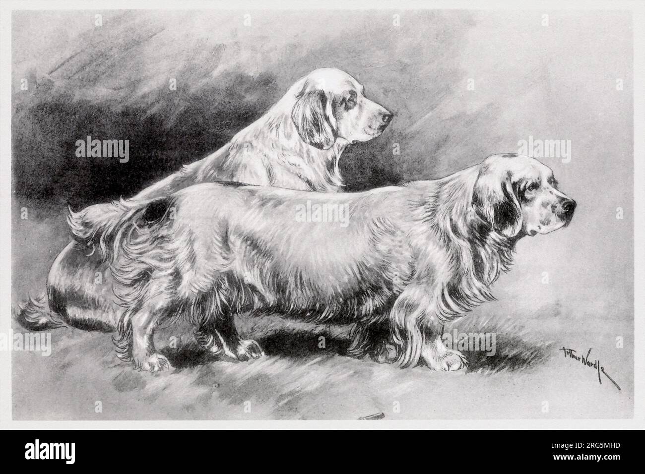Purebred Canines illustration. The Clumber Spaniel Stock Photo - Alamy