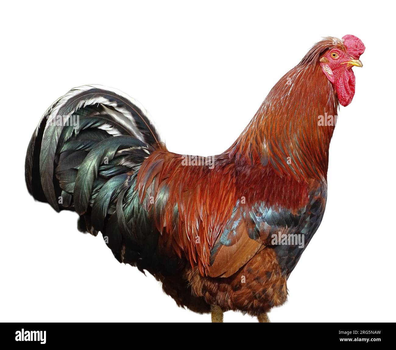 Rooster isolated on white background. Colored rooster Stock Photo - Alamy