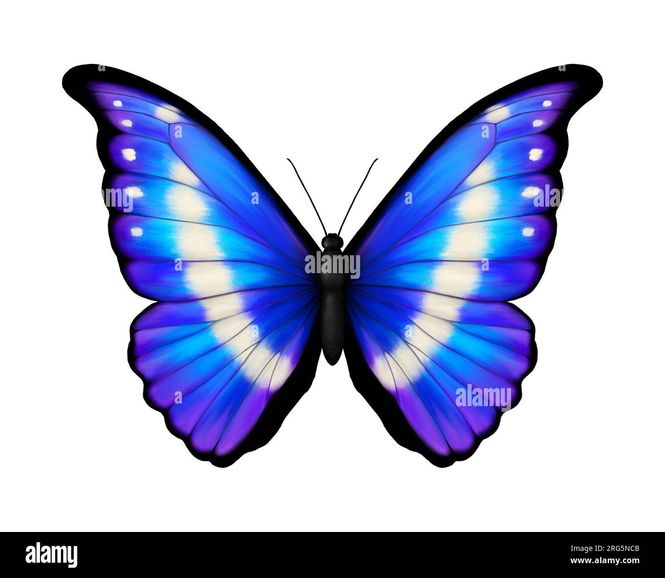 Blue tropical butterfly. Morpho rhetenor helena. Realistic vibrant ...