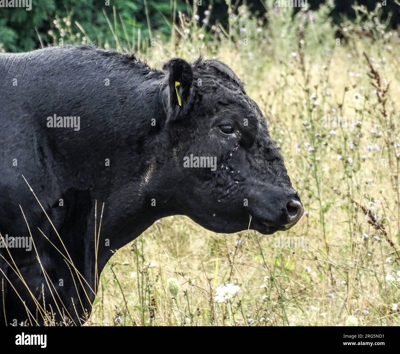 Head big black angus bull hi-res stock photography and images - Alamy