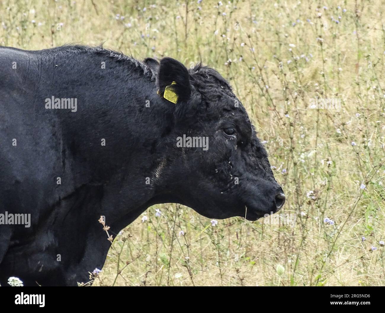 Black angus bull on meadow Stock Photo - Alamy