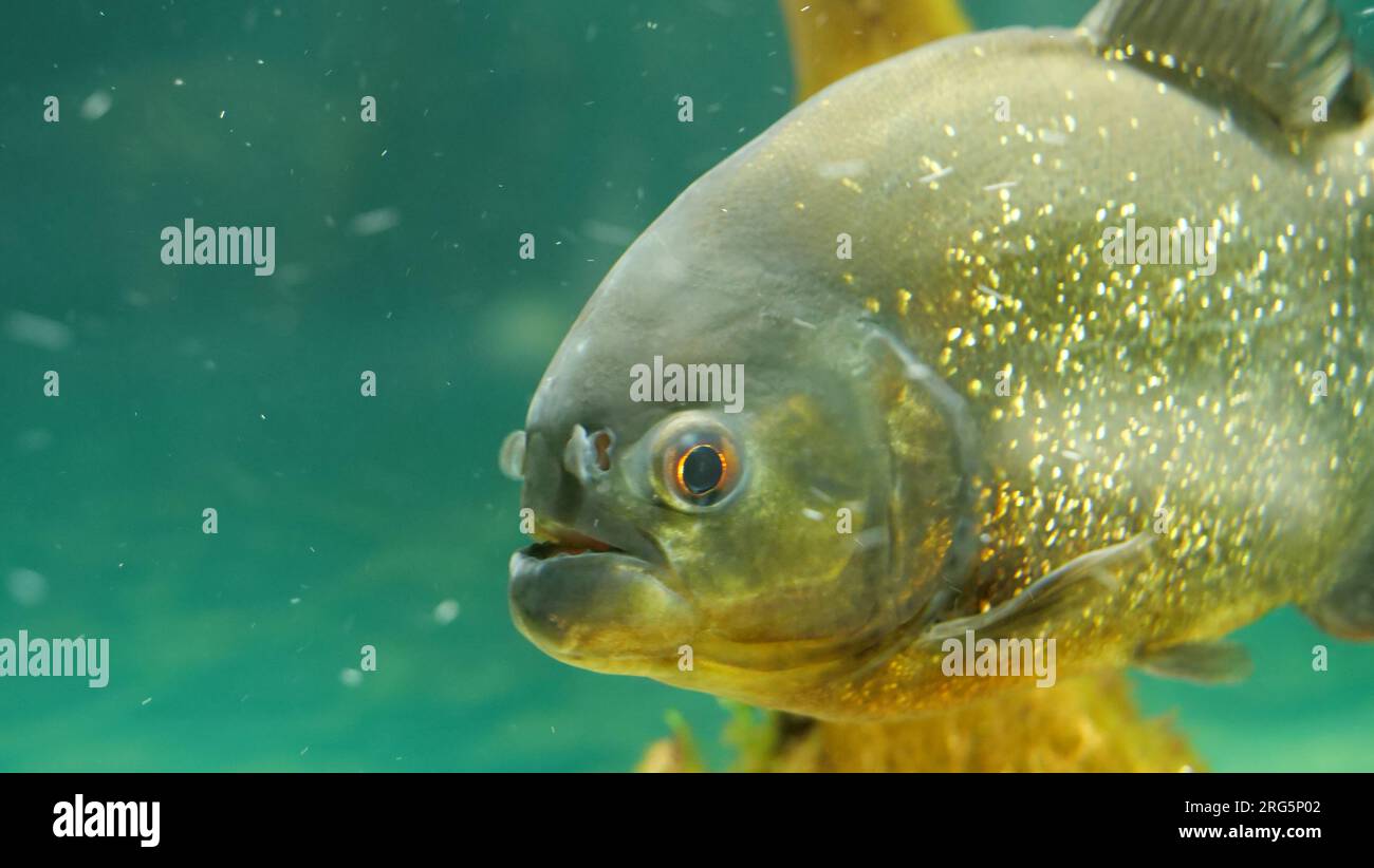 Deepseadwellers hi-res stock photography and images - Alamy