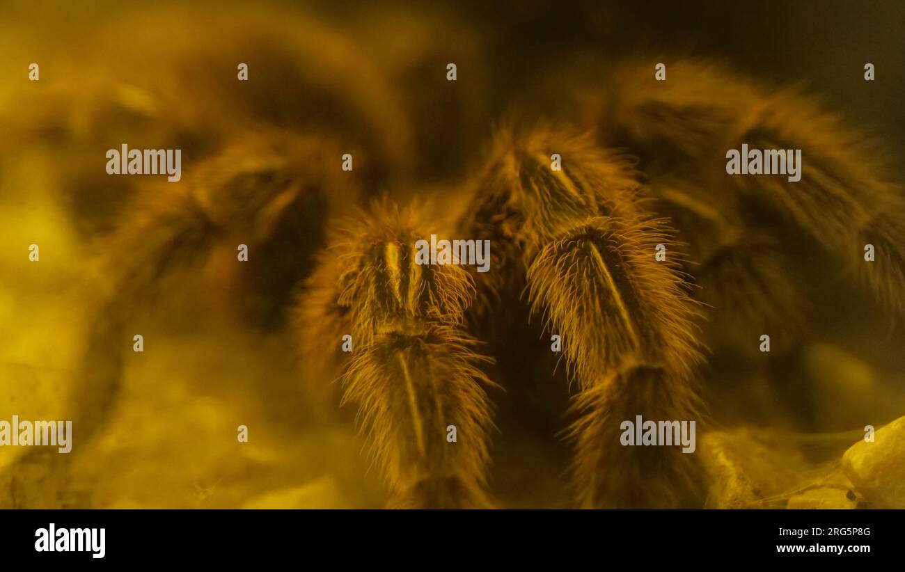 Eightleggedcreature spiders hi-res stock photography and images - Alamy