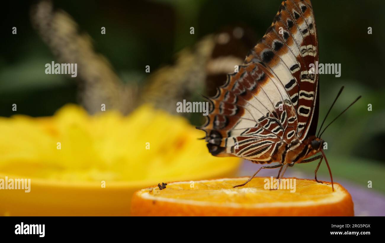 Butterfly exploration hi-res stock photography and images - Alamy