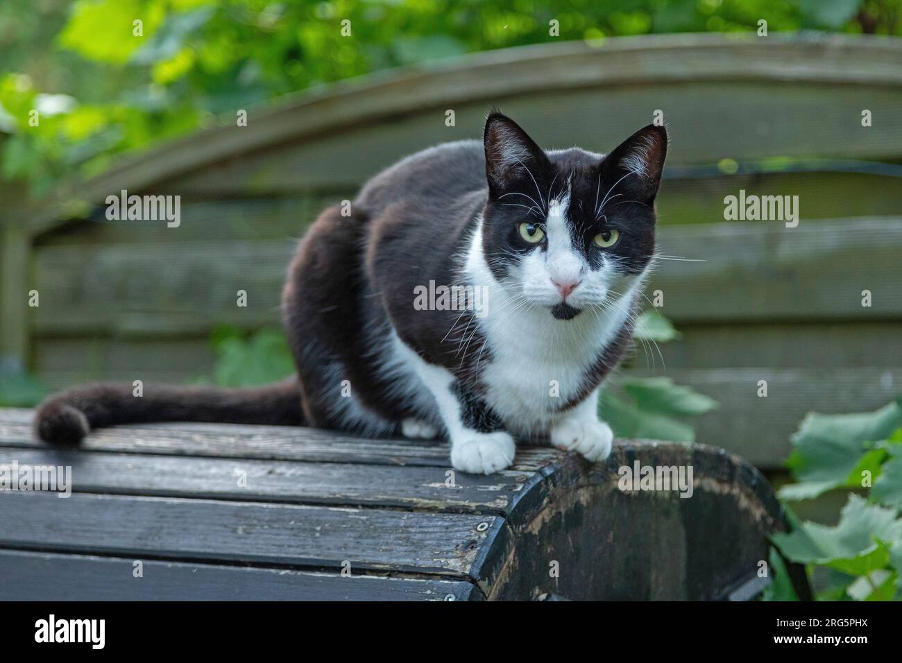 Portrait of a black and white Tom cat, Germany Stock Photo - Alamy