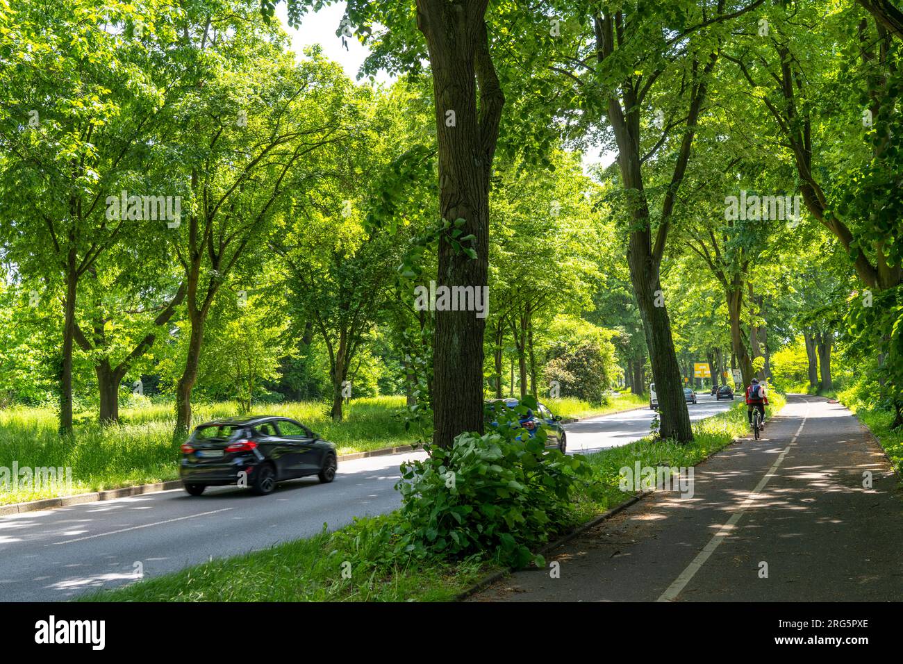 Four-lane, inner-city avenue lined with many old trees, the Königsallee ...
