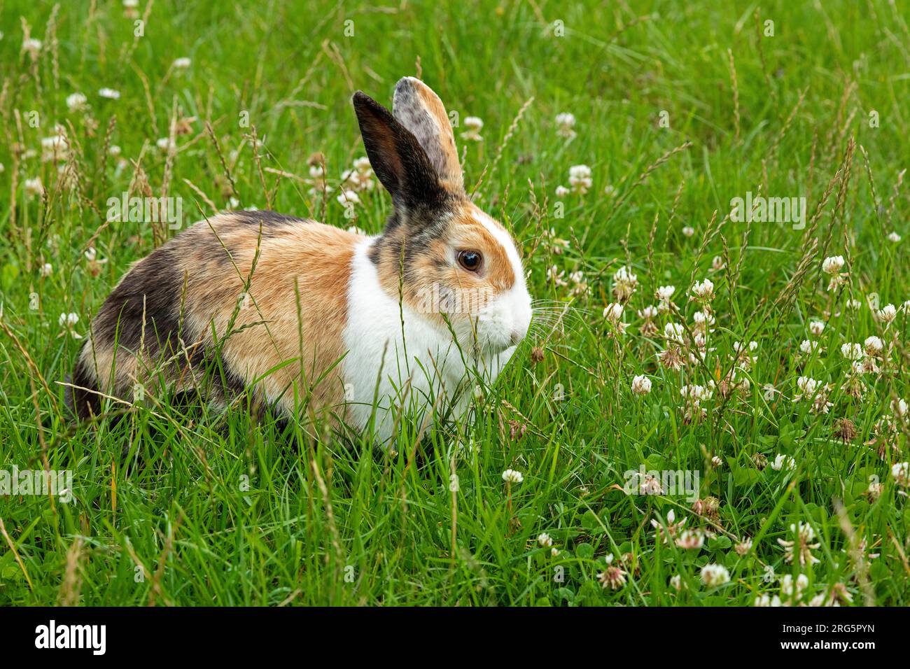 Dutch rabbit sitting in grass, Germany Stock Photo - Alamy