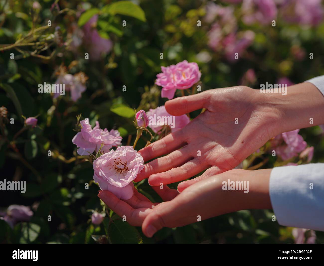 woman picking roses in Field of Damascena roses in sunny summer day ...