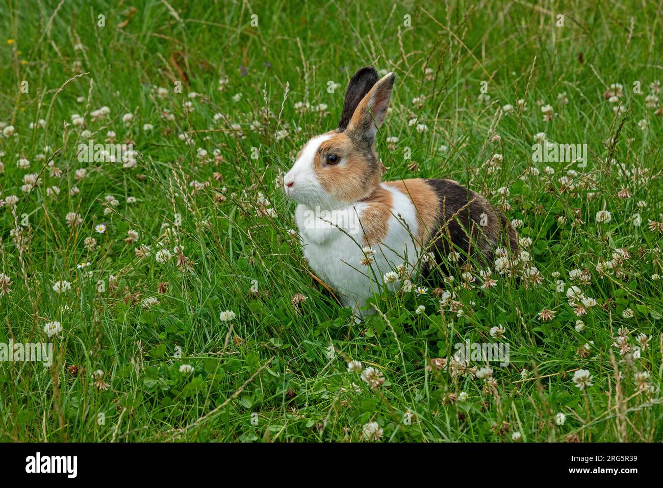 Dutch rabbit hi-res stock photography and images - Alamy