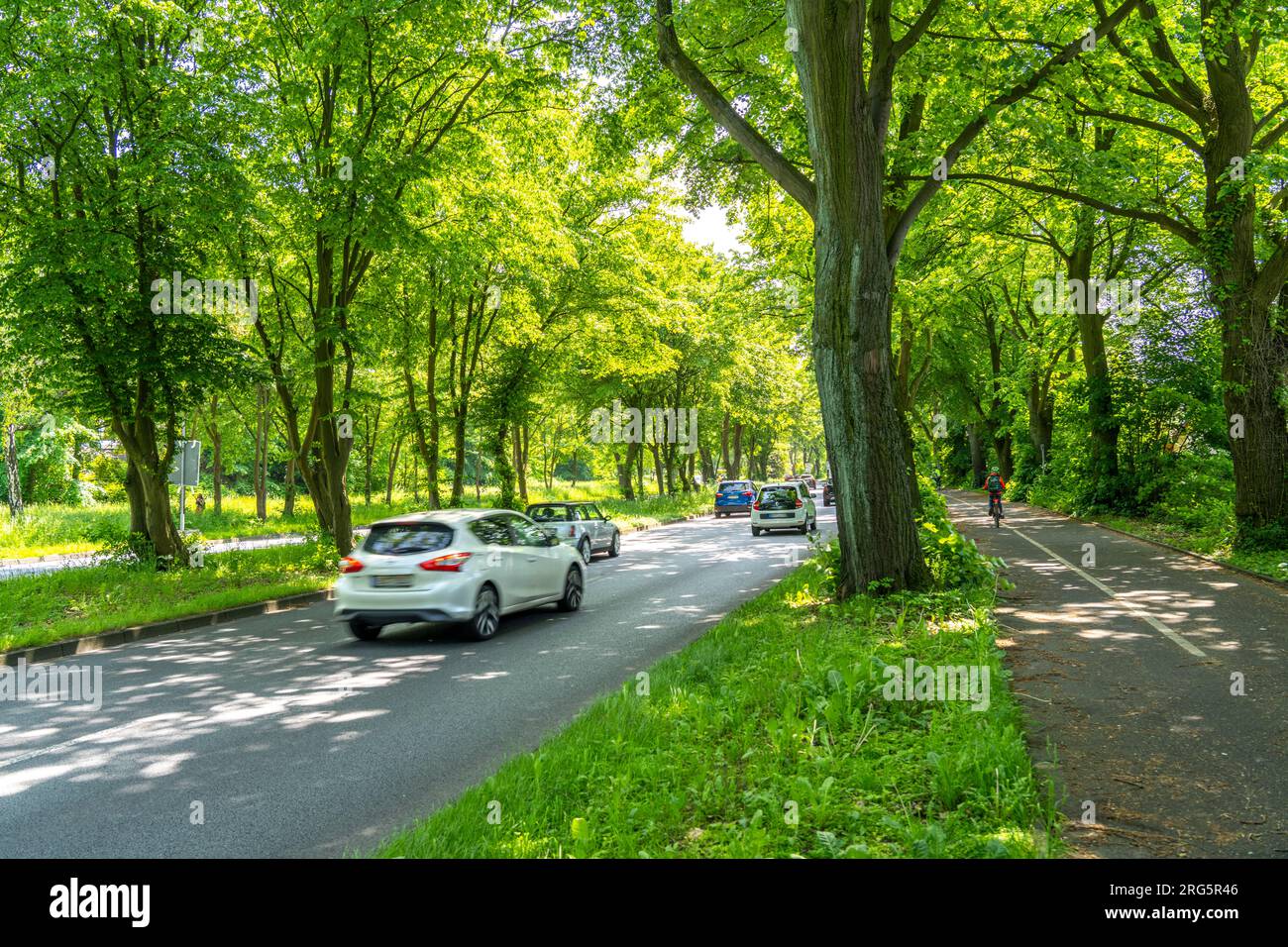 Four-lane, inner-city avenue lined with many old trees, the Königsallee ...