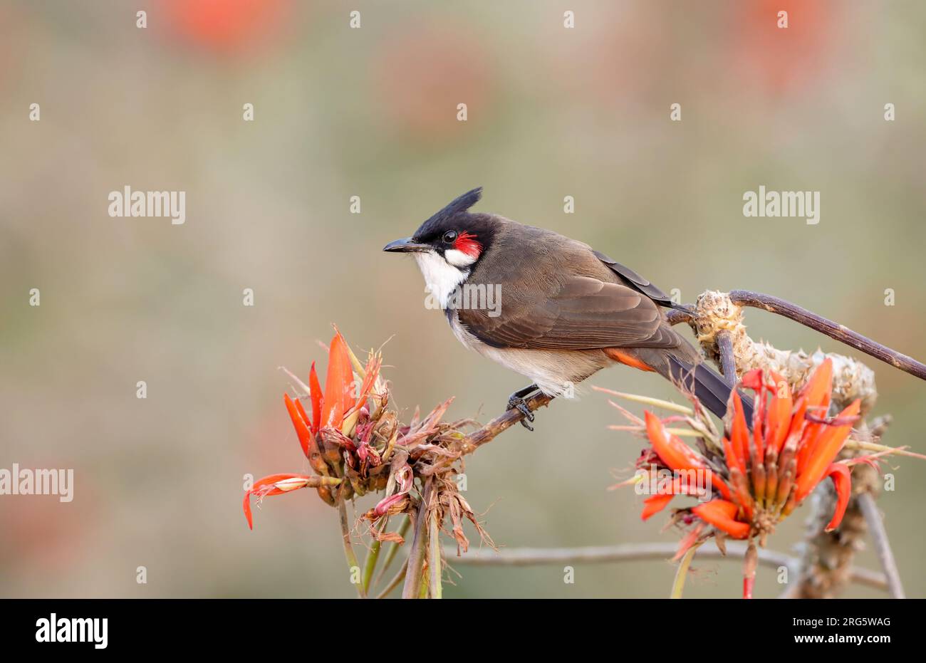 The red-whiskered bulbul (Pycnonotus jocosus), or crested bulbul, is a ...