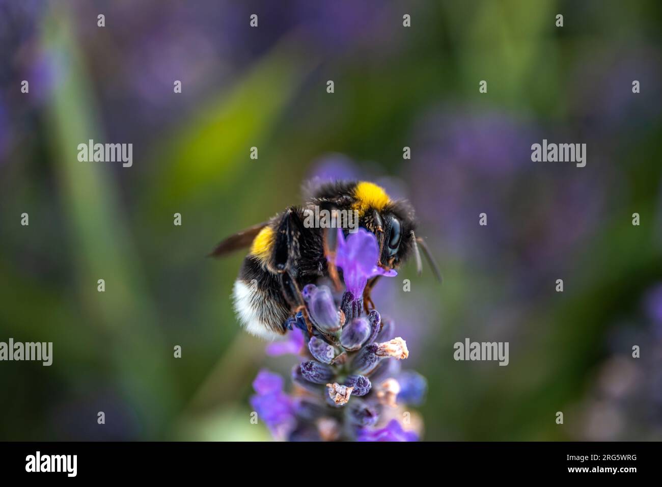 Beautiful single flower of a plant, close-up. blurred background Stock ...