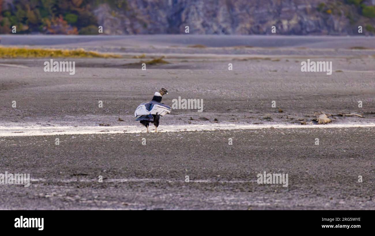 A condor at Grey Glacier looking to the right, Torres del Paine ...