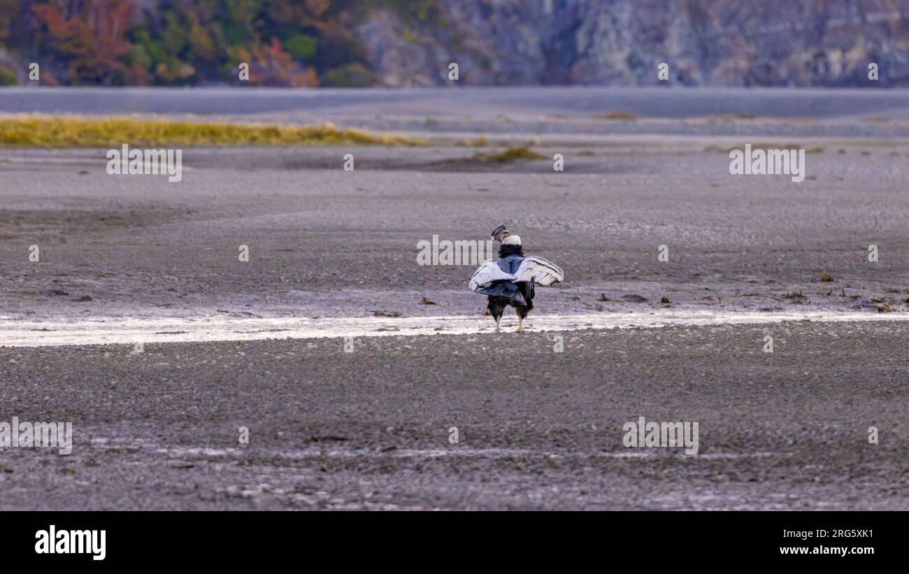 A condor at Grey Glacier looks to the left, Torres del Paine National ...