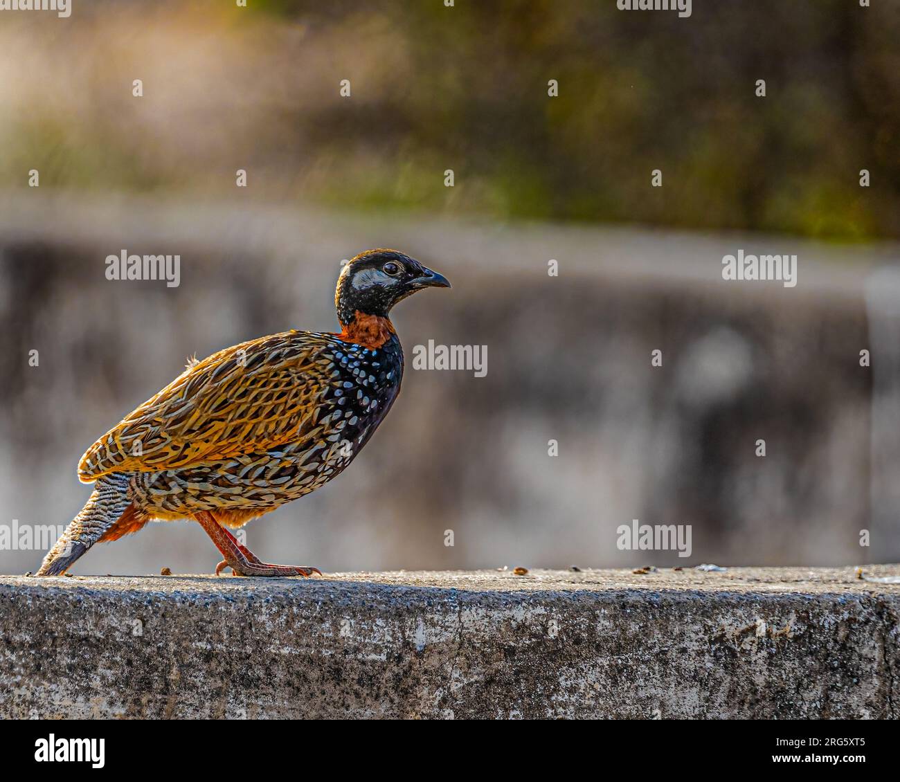 Red wing francolin hi-res stock photography and images - Alamy