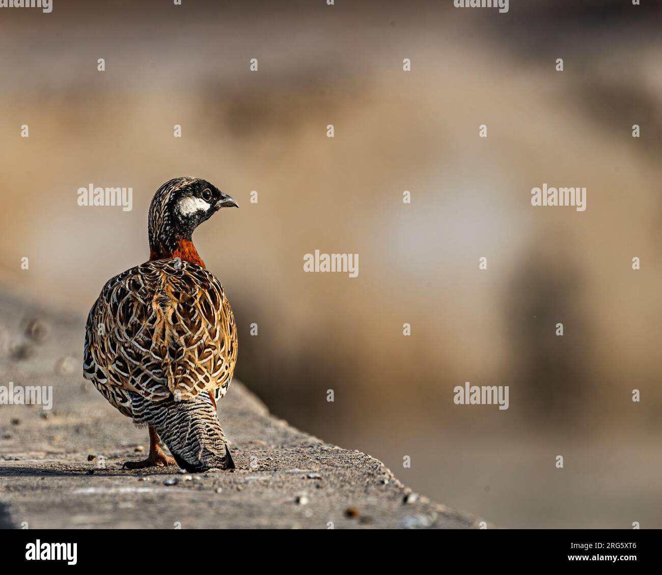 Camera moving away from beautiful hi-res stock photography and images ...