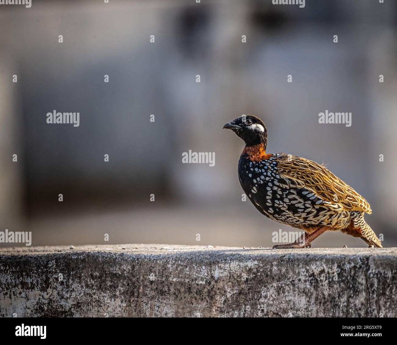 Black francolin hi-res stock photography and images - Alamy