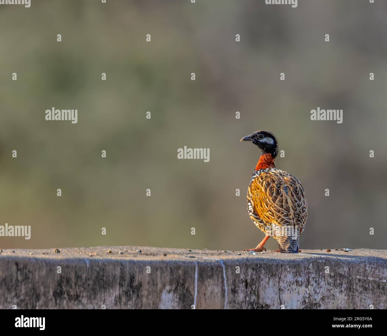 Red wing francolin hi-res stock photography and images - Alamy