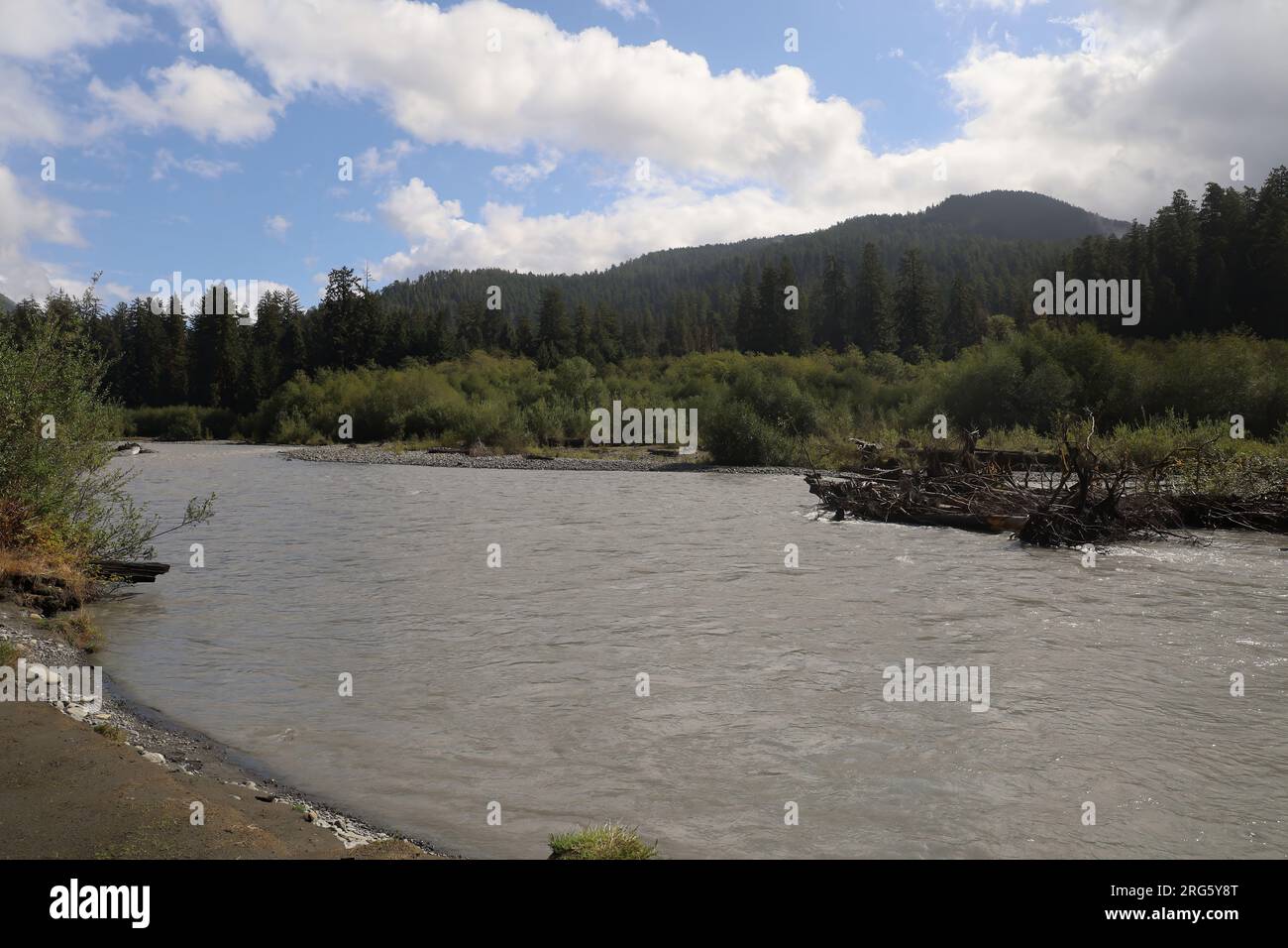 Photo of Hoh rain forest in Olympic national park, Washington Stock ...