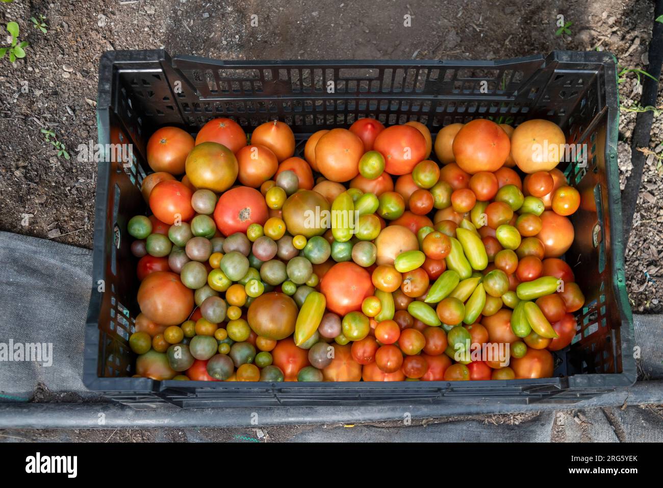 Ypsilanti, Michigan - Tomatoes are harvested at The Farm at Trinity ...