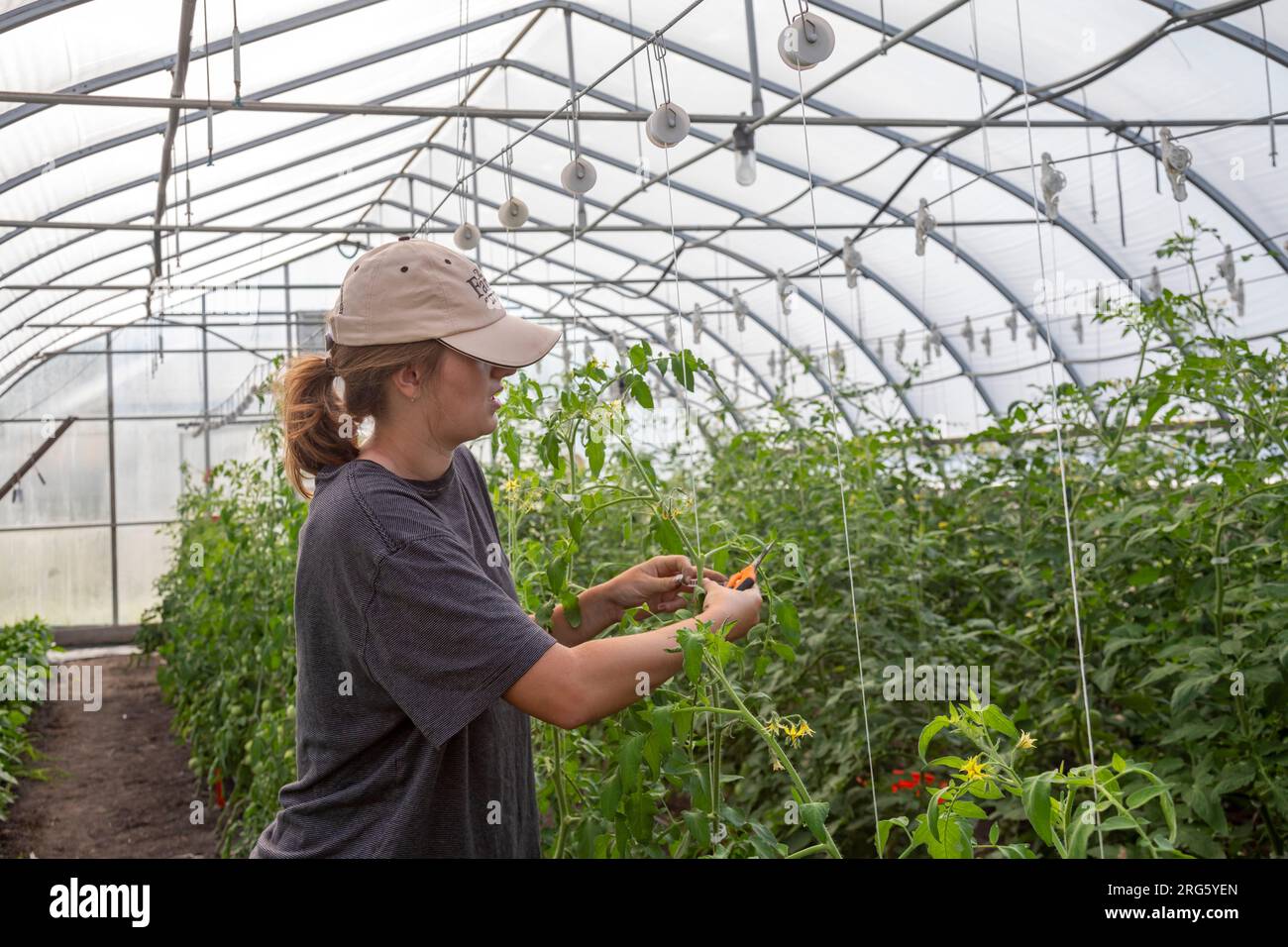 Ypsilanti, Michigan - A worker prunes plants in a greenhouse at The ...