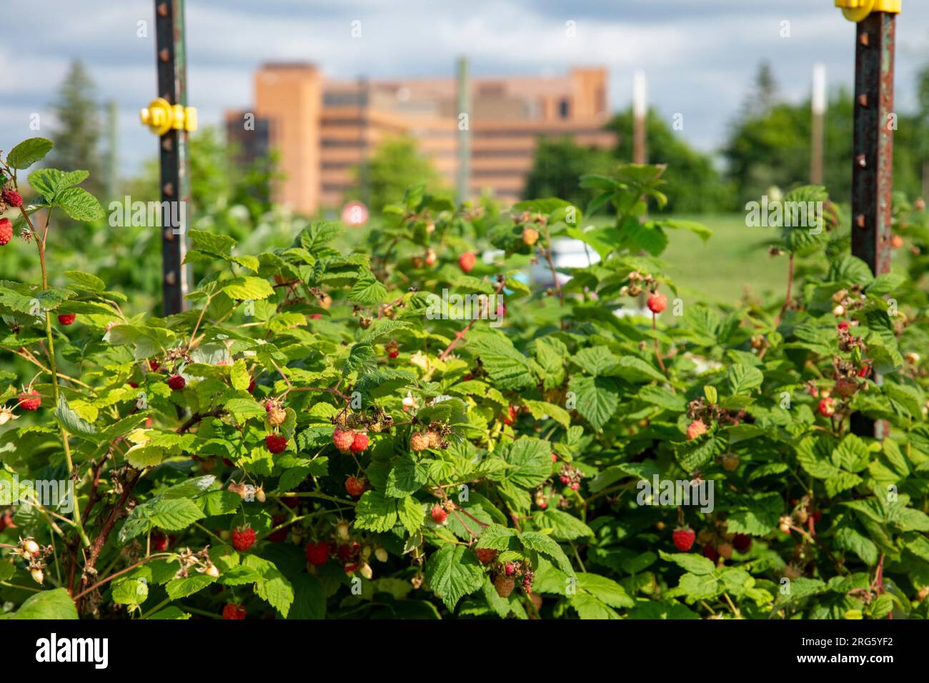 Ypsilanti, Michigan - Raspberries grow at the Farm at Trinity Health ...