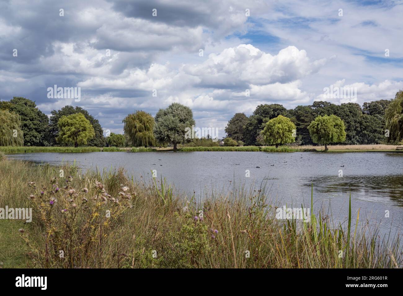 Dry day in August after the rains at Bushy Park Surrey UK Stock Photo ...