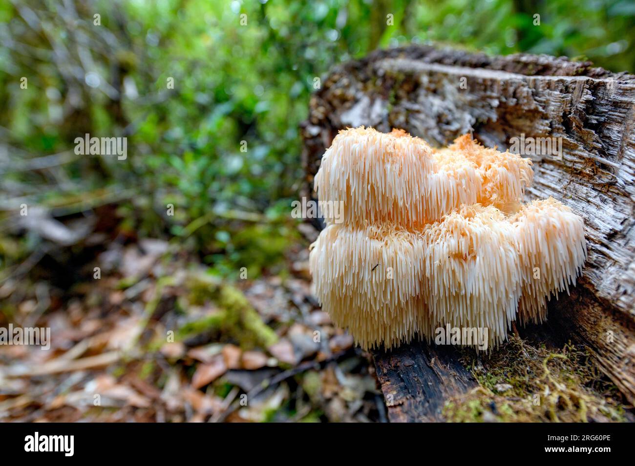Tooth sp hi-res stock photography and images - Alamy