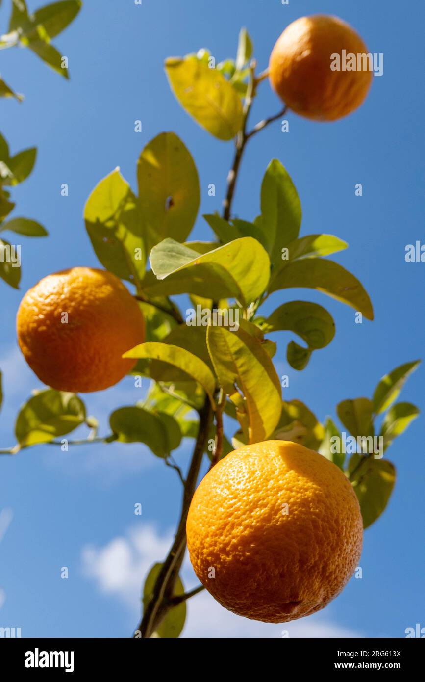 Drink oranges hi-res stock photography and images - Alamy
