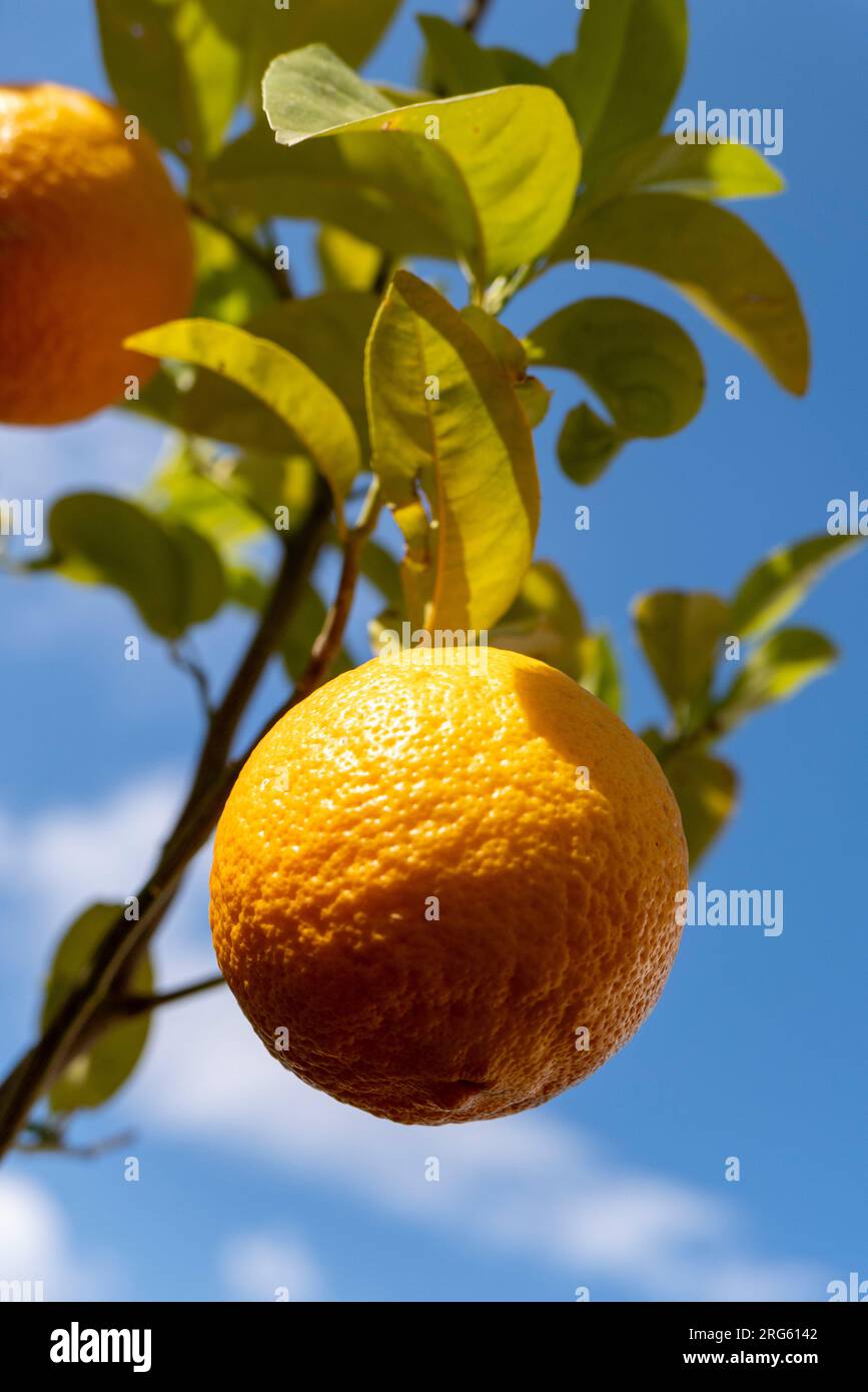 Greece oranges hi-res stock photography and images - Alamy