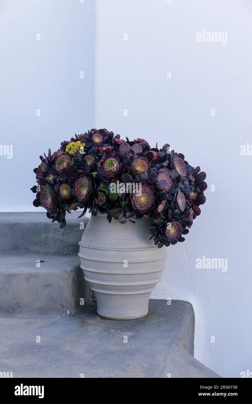 Large outdoor container plant hi-res stock photography and images - Alamy