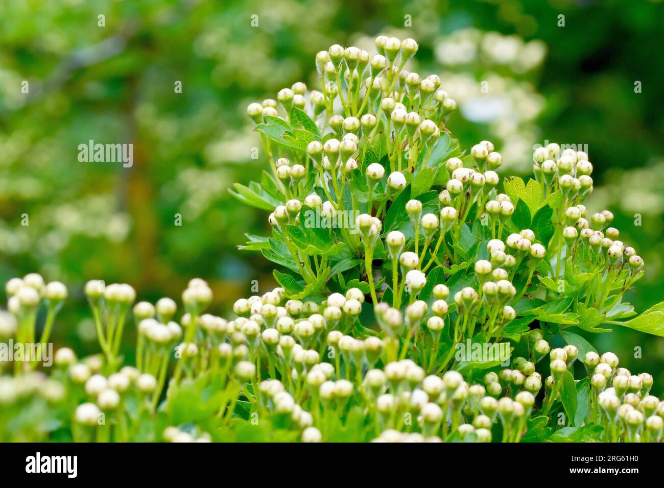 Hawthorn, Whitethorn, or May-tree (crataegus monogyna), close up ...