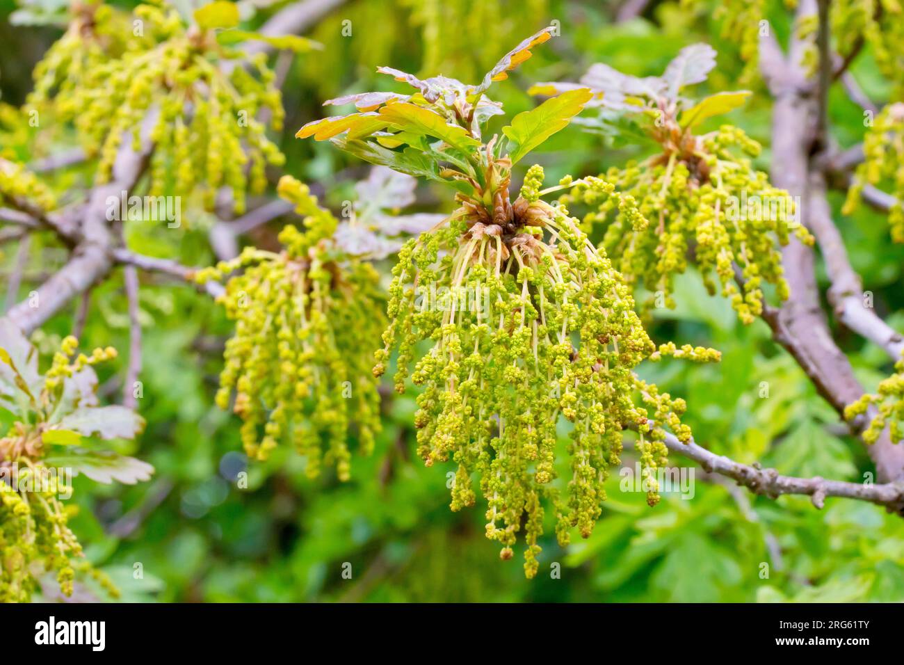Oak tree catkins hi-res stock photography and images - Alamy