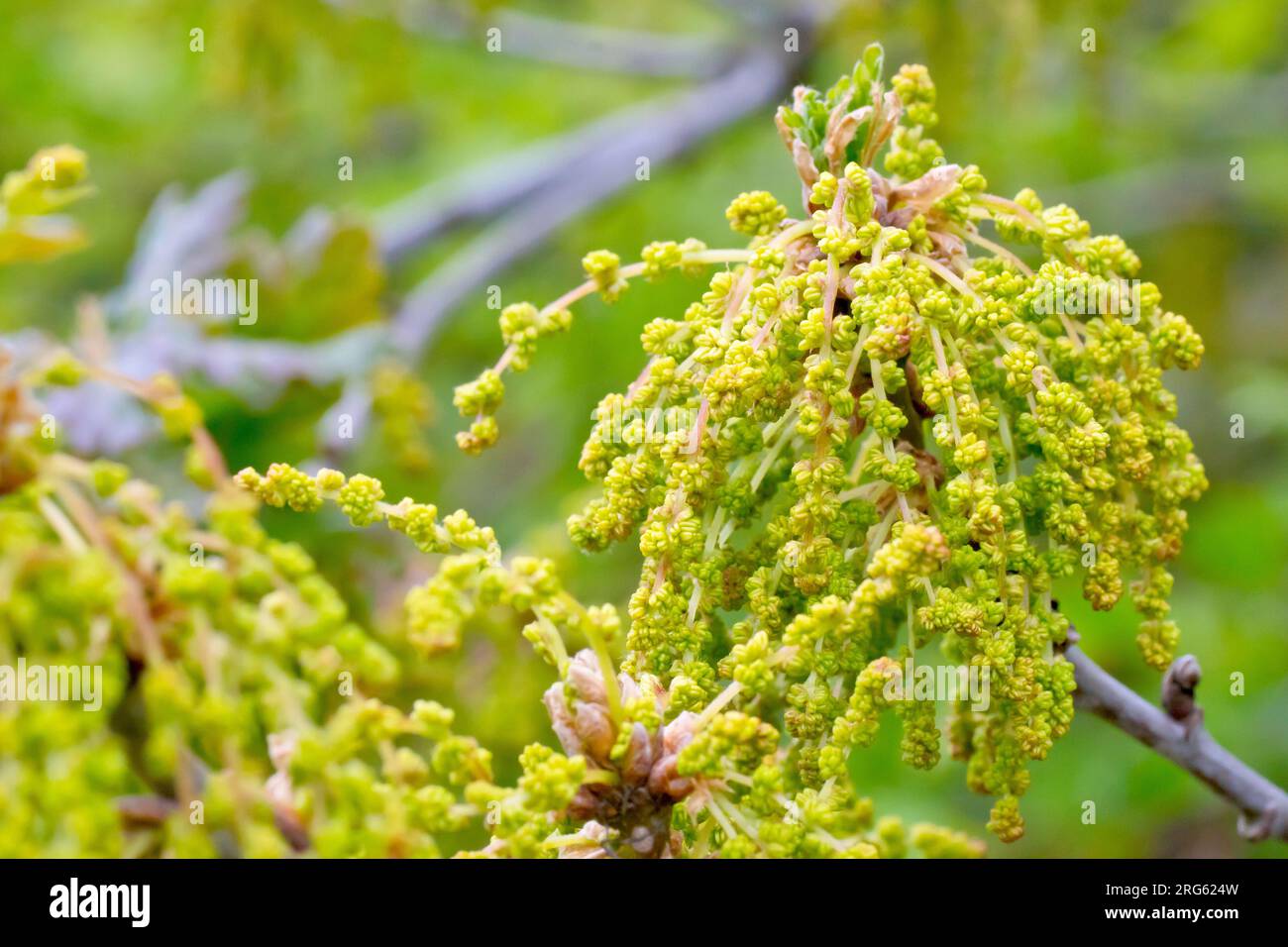 Oak (quercus), close up showing the flowers or catkins produced by oak ...