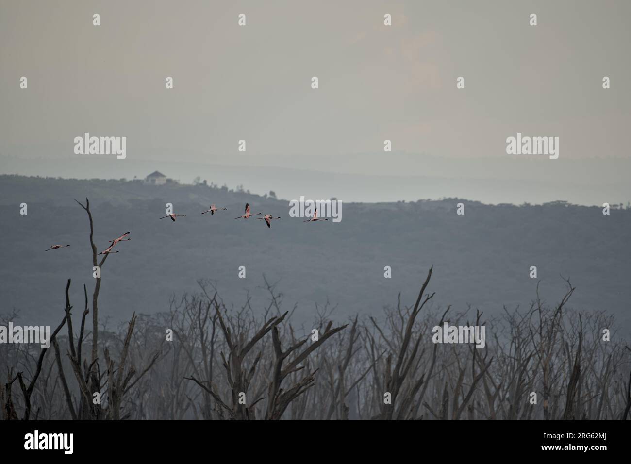 Group of pink Flamingos flying over dead trees reaching for Lake Nakuru ...