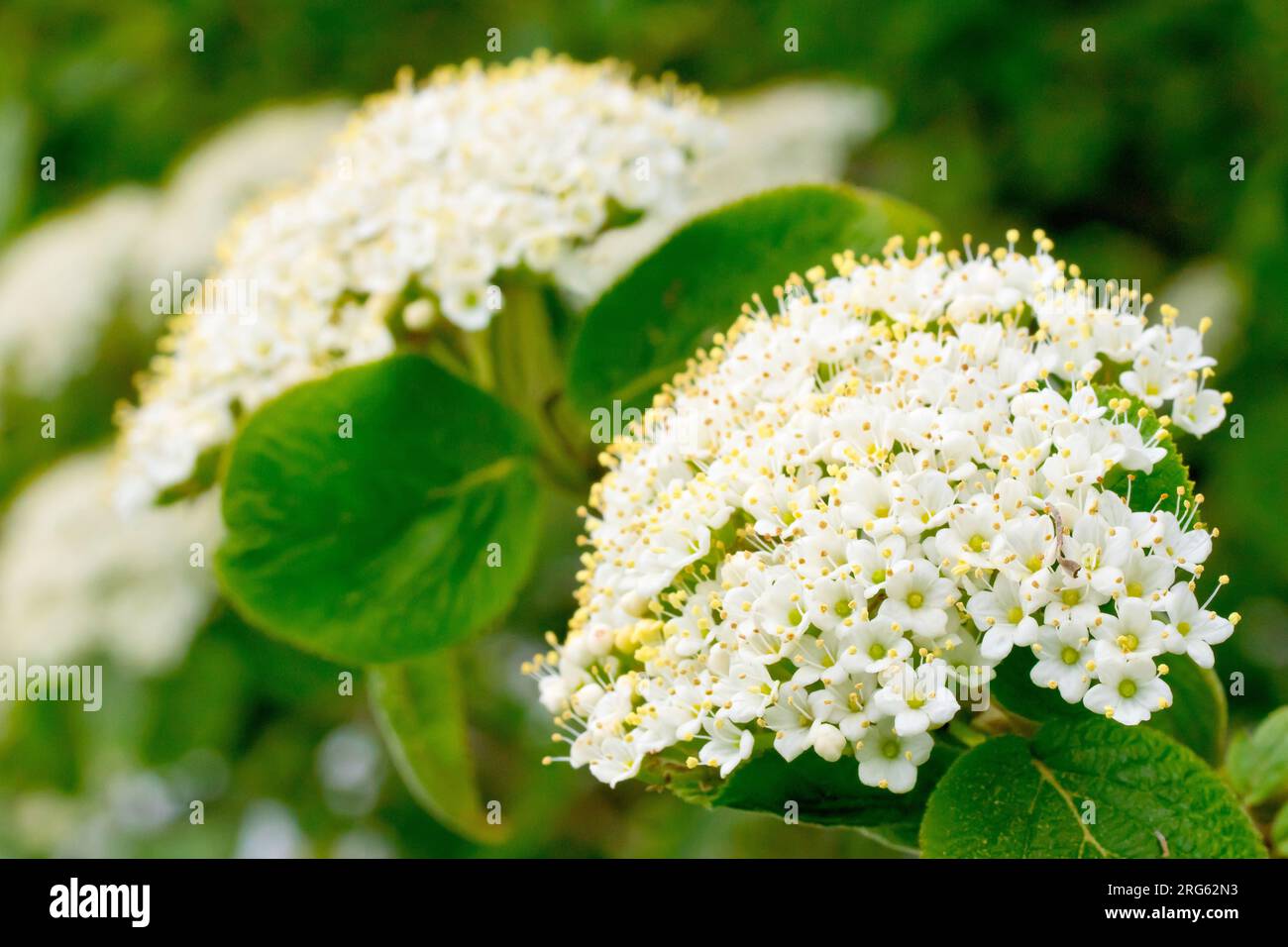 Wayfaring Tree (viburnum lantana), close up showing the white flowers ...