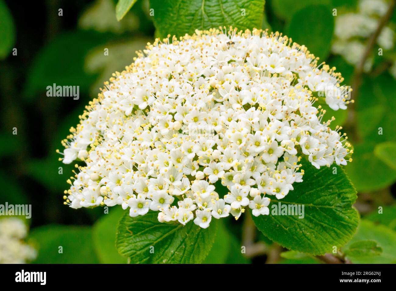 Wayfaring Tree (viburnum lantana), close up showing the white flowers ...