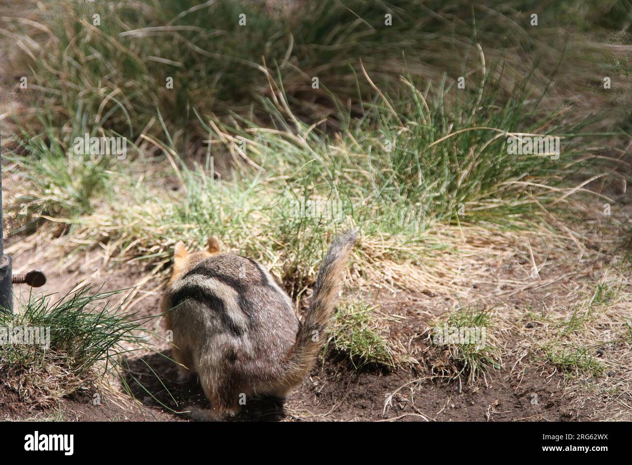 View of chipmunks at bend wildlife preserve, bend, oregon Stock Photo ...