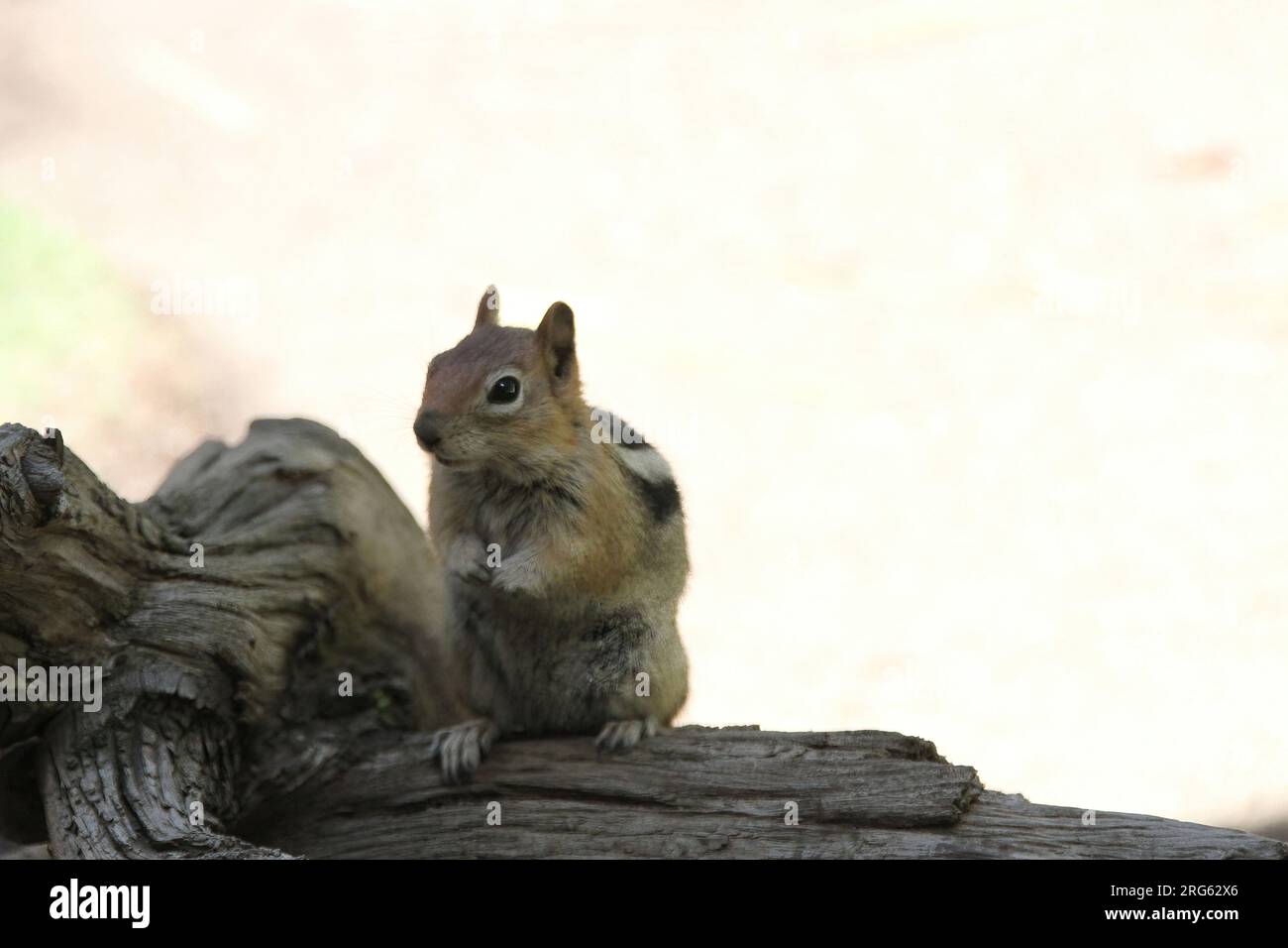 View of chipmunks at bend wildlife preserve, bend, oregon Stock Photo ...