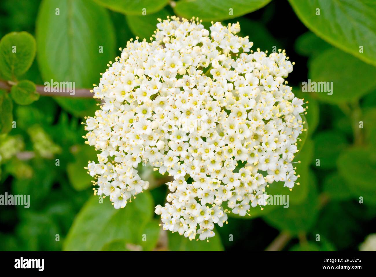 Wayfaring Tree (viburnum lantana), close up showing the white flowers ...