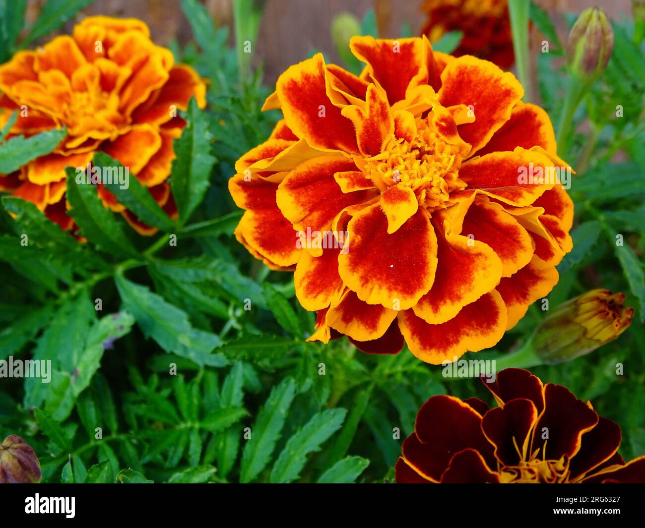 Blossoming French Marigold (Tagetes Patula) in Midsummer: A Vibrant ...