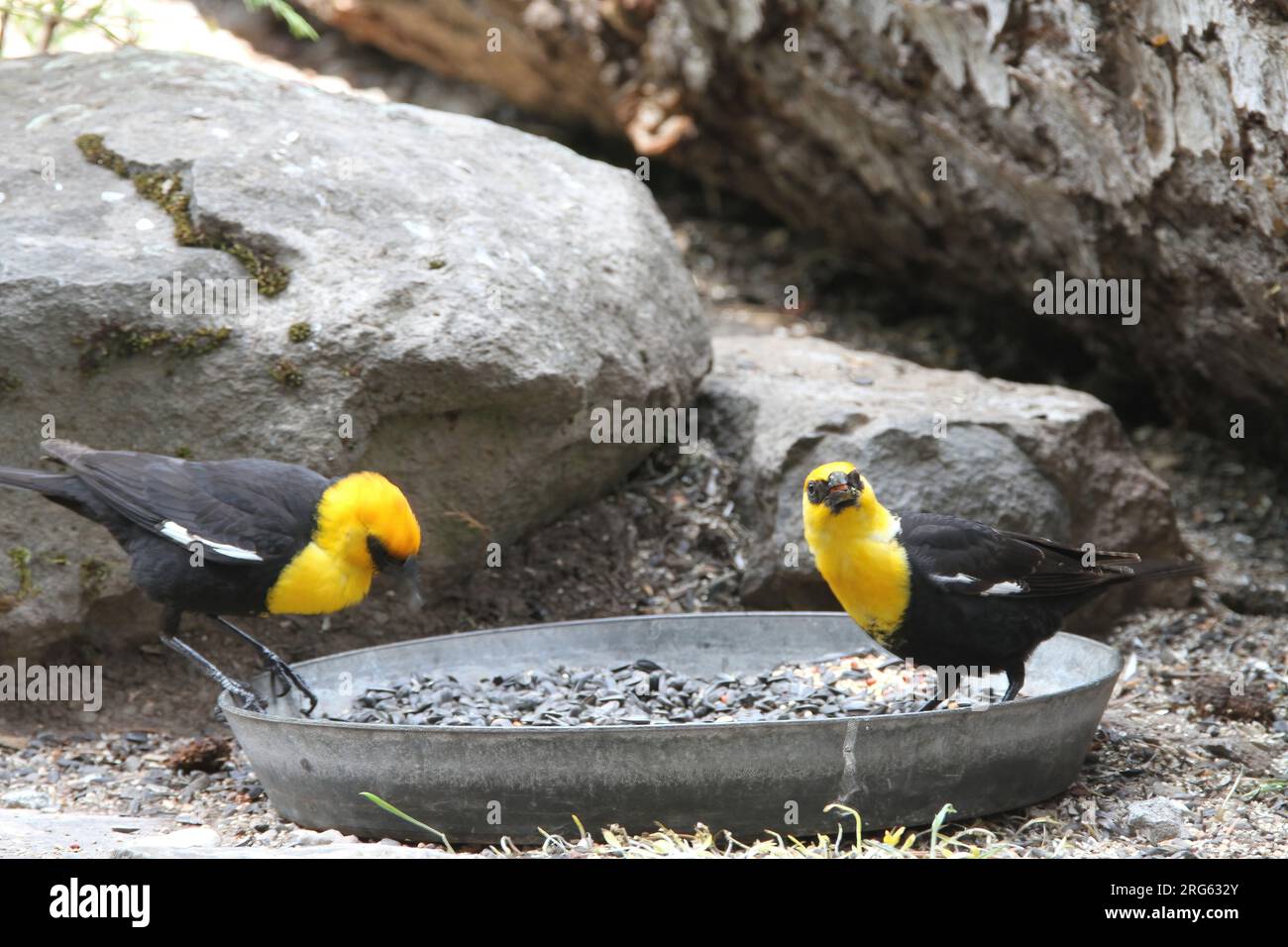 Beautiful yellow headed blackbirds in bend Oregon Stock Photo - Alamy