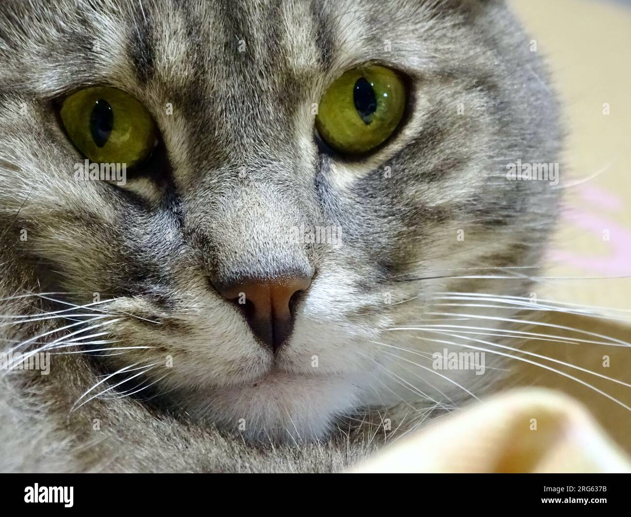 A Curious Glance: Sweet Tabby's Enchanting Eyes Capturing Attention in ...