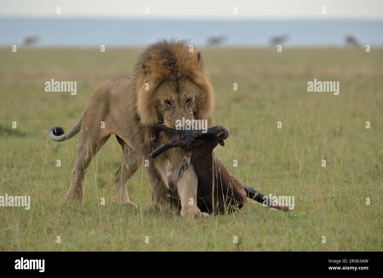 Lion carrying hunted and killed topi Gazelle, Masai Mara Nationalpark ...